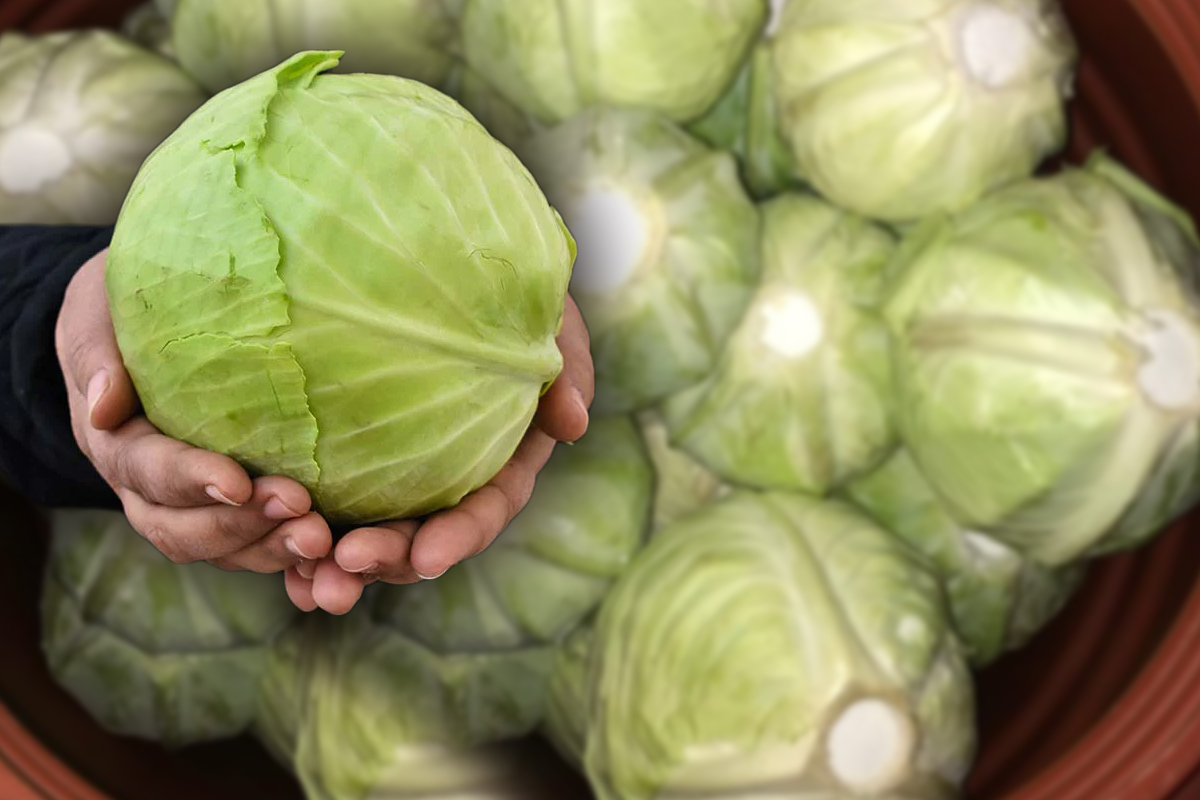 Cum se aşază varza în butoi, de fapt. Doar aşa se va mura în acelaşi ...