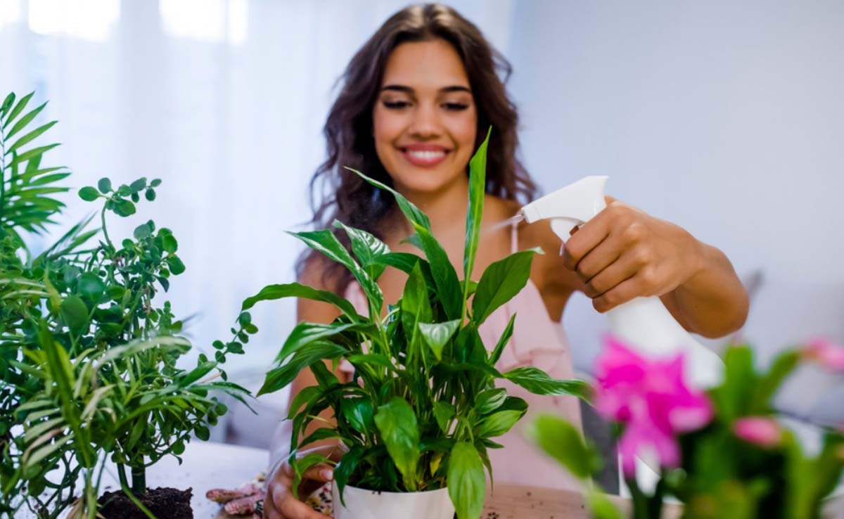 Plante de apartament rezistente la întuneric. Rezistă în locuri unde nu pătrunde lumina ...