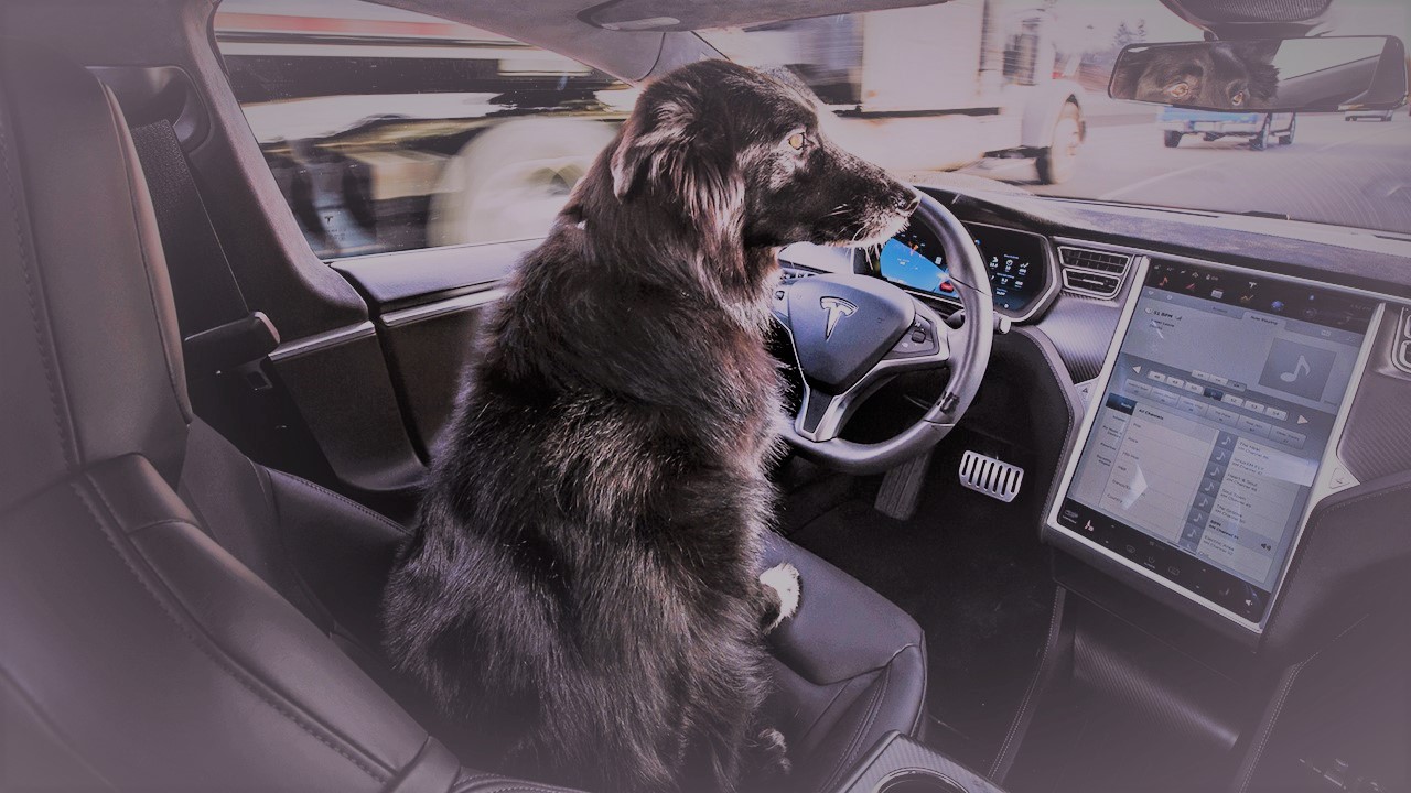 Nebunia mașinilor autonome și companiile care nu mai vor să conduci