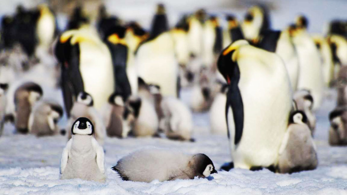 Pinguinii africani, în pragul dispariției: populațiile de reproducere ...