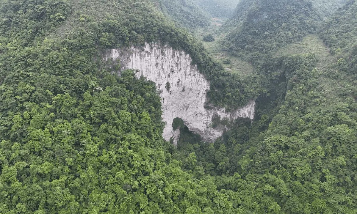 O pădure antică, descoperită în China: speciile noi pe care le adăpostește