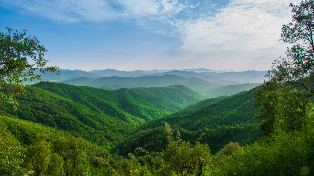 Soluția ”minune” pentru defrișările ilegale din România, s-a schimbat ...