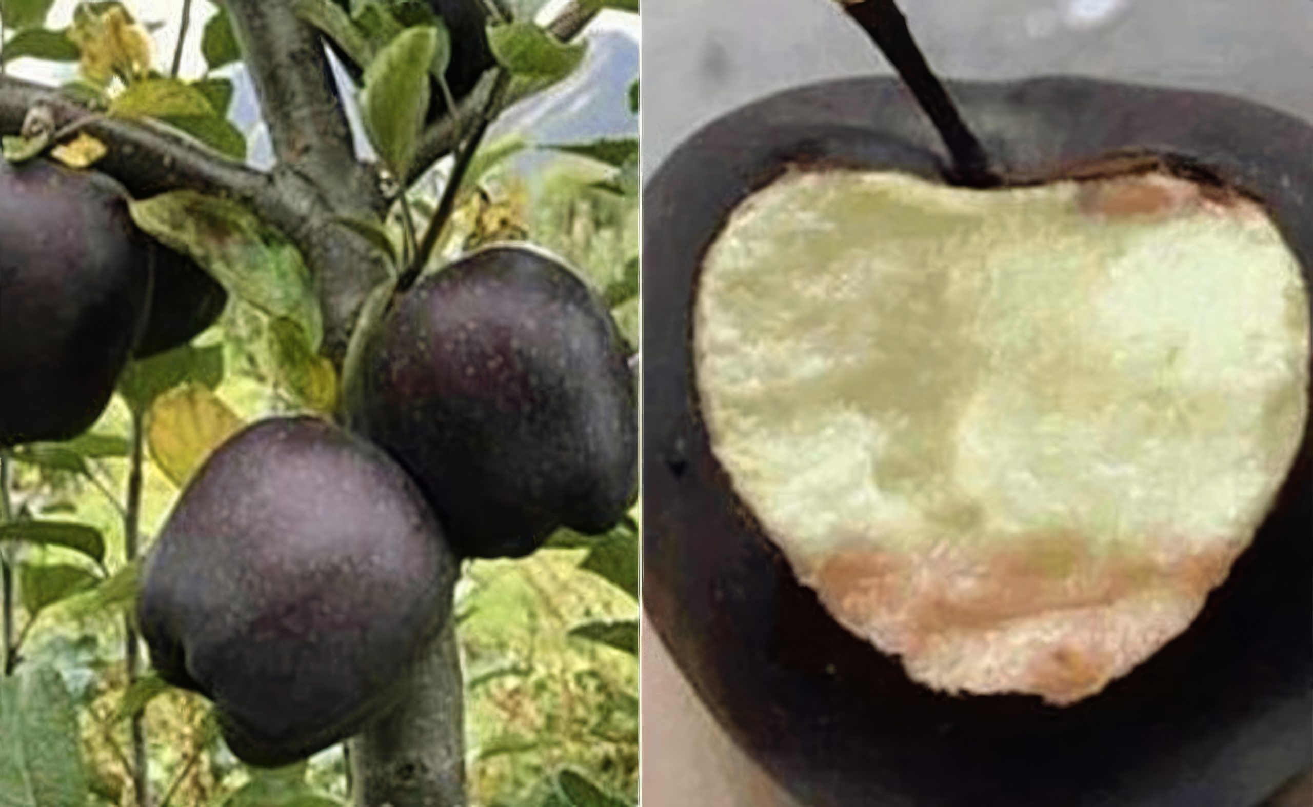 Fructele aparent banale cu care poți da lovitura în afaceri, se vând ...