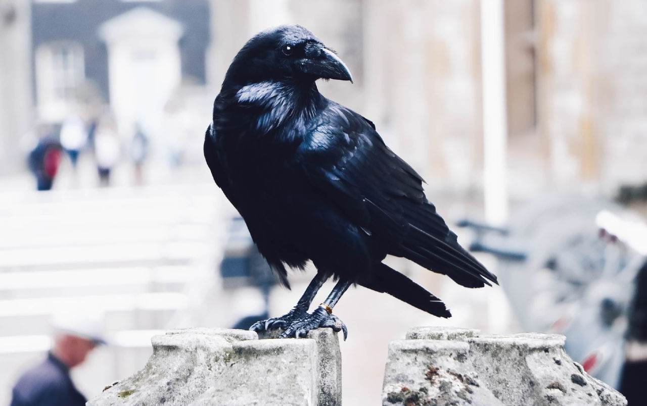 Descoperire uimitoare: Ciorile pot număra, fabrica unelte și au ...