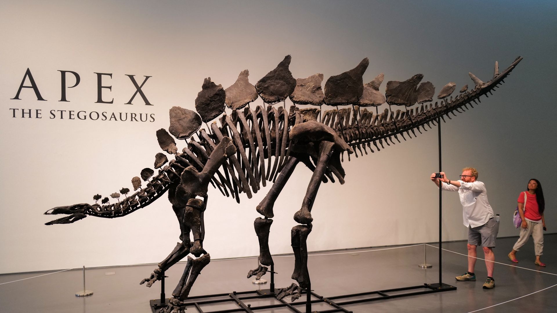 Cât costă să ai acasă un dinozaur adevărat în 2024, ca fosilă. Tocmai s ...