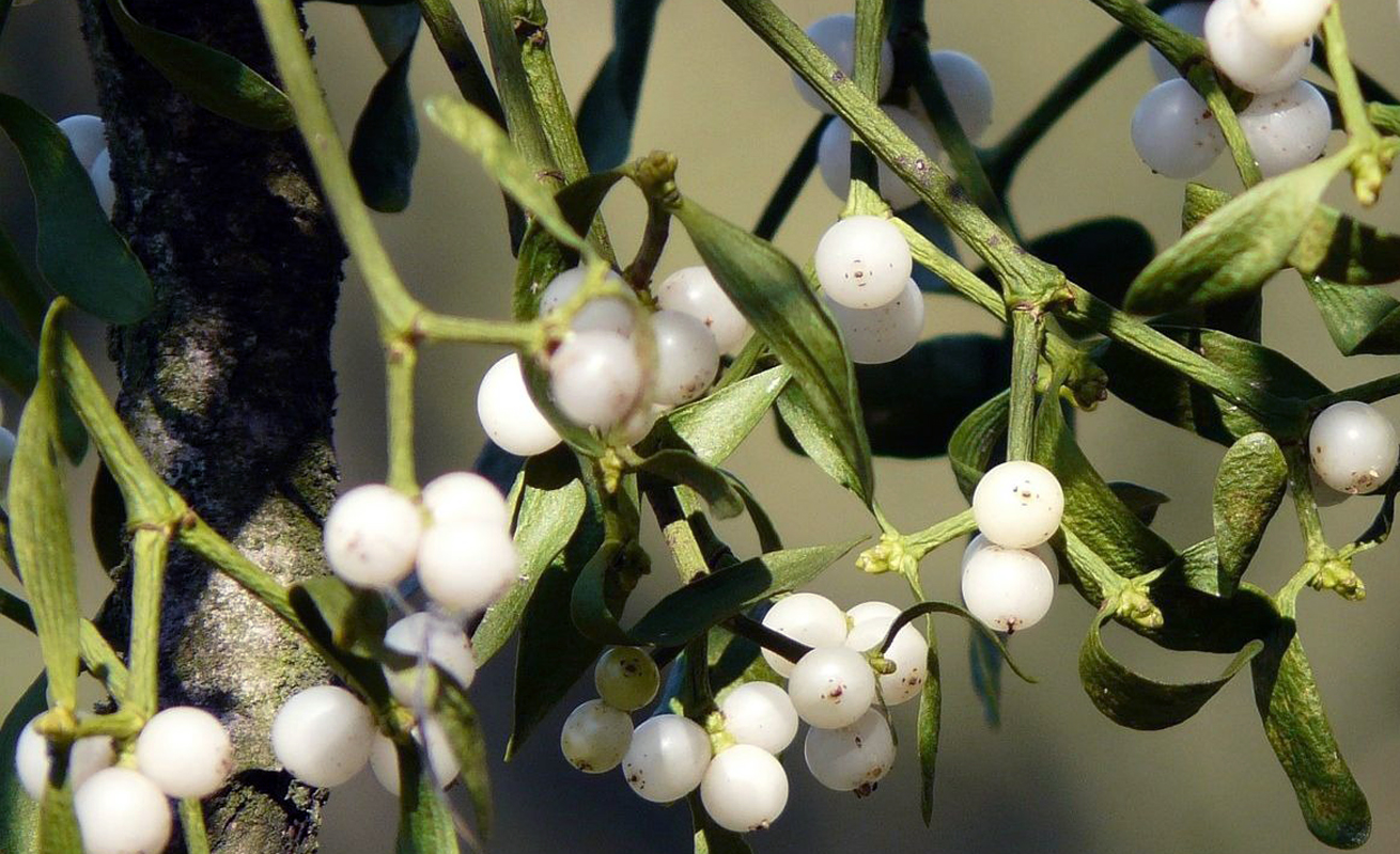 Utilitatea vâscului în medicină ar putea ascunde o descoperire ...