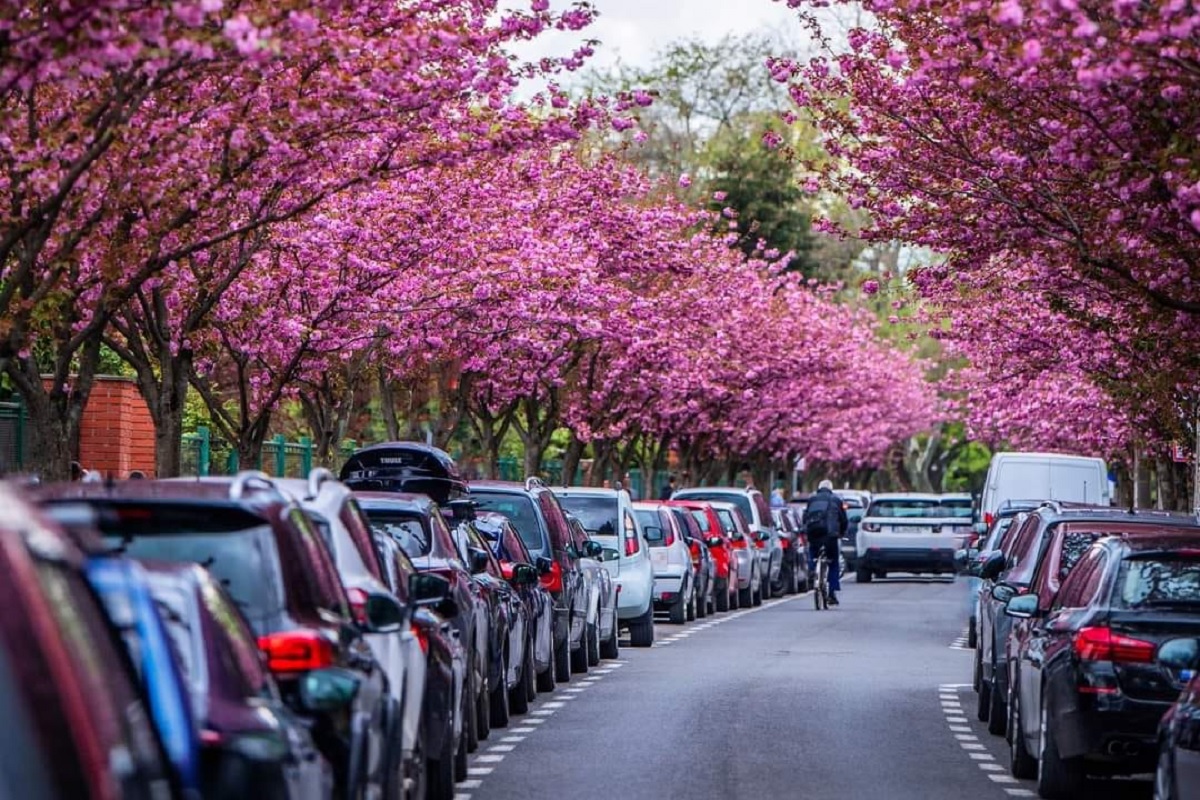 Cea mai frumoasă stradă din Europa este în România. Marele oraş ...