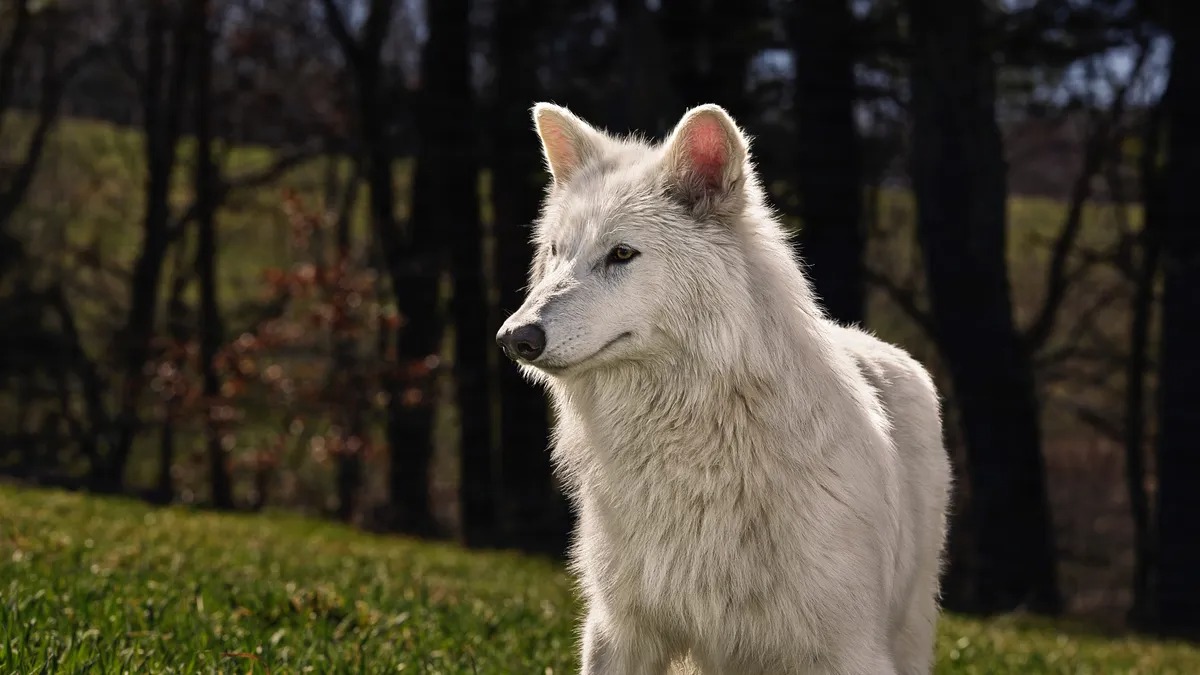 Lupii din Game of Thrones au crescut. Cât cântăresc animale inspirate ...