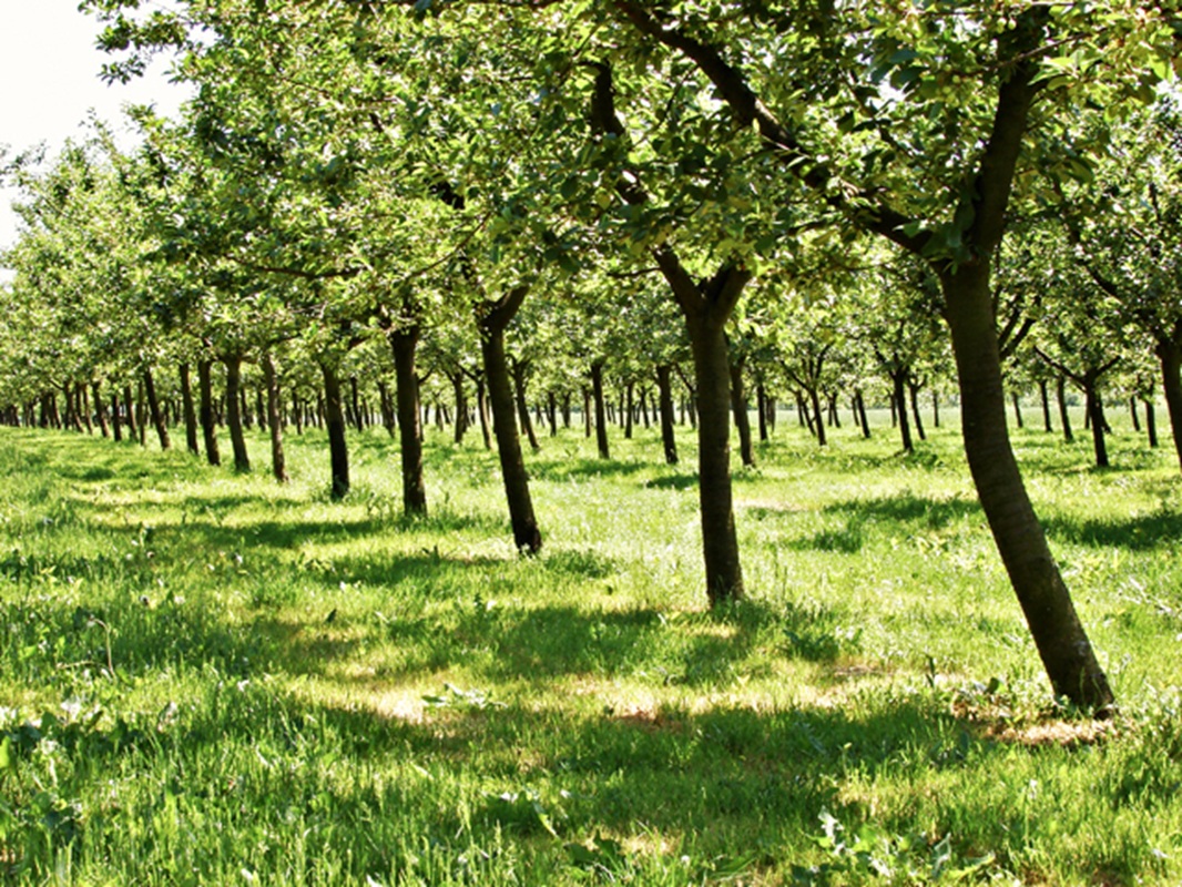 Copacul din România amenințat de schimbările climatice. Producția scade ...
