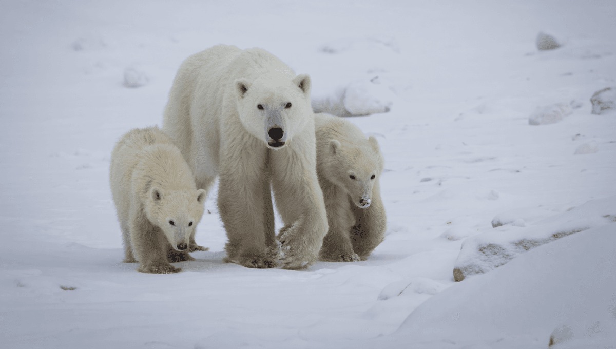 Un gest rar în sălbăticie: o ursoaică a adoptat un pui de urs polar ...