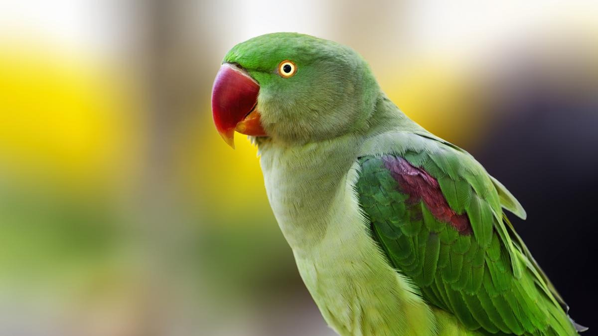 O specie tropicală de papagali se înmulțește în România: cum ajunge ...