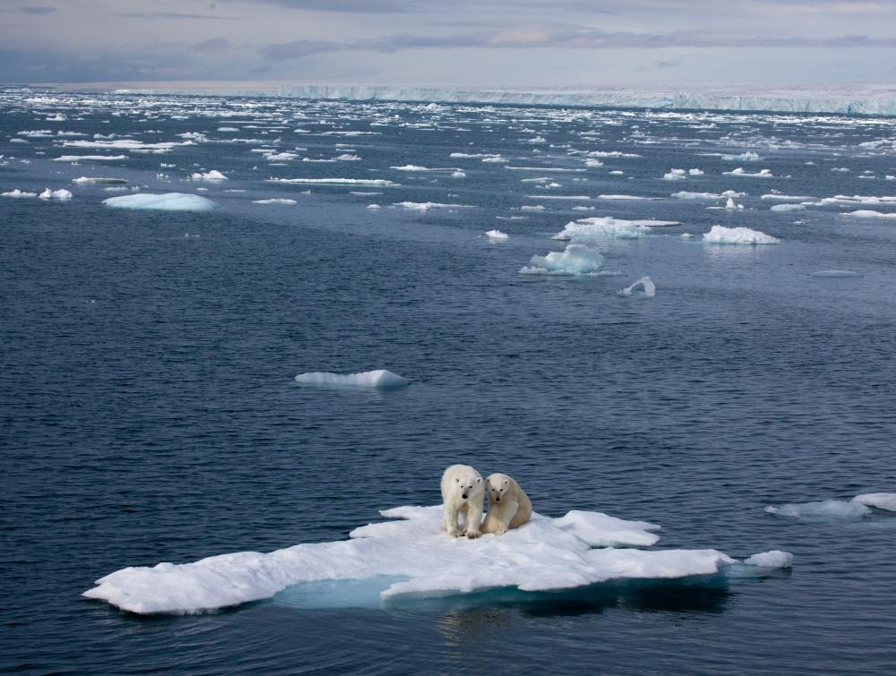Copaci scufundați în Oceanul Arctic, soluția radicală propusă de ...