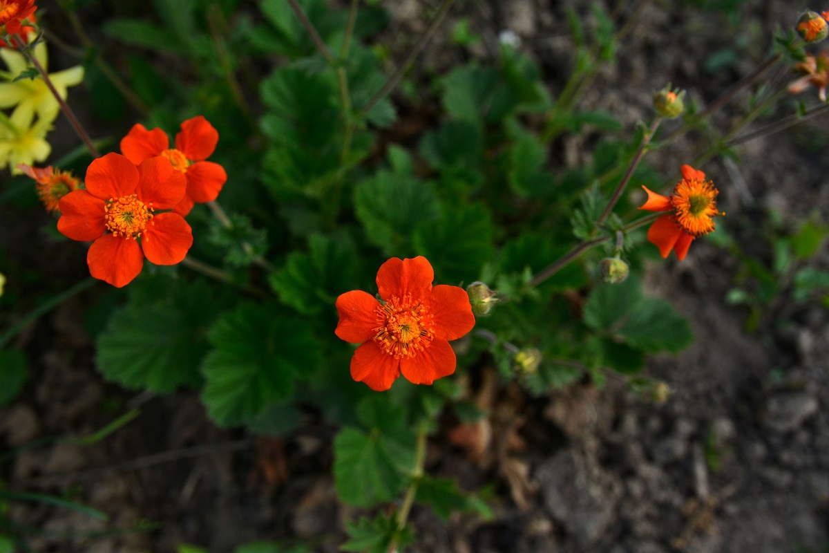 Ce flori perene să plantezi în martie dacă vrei o grădină colorată ...